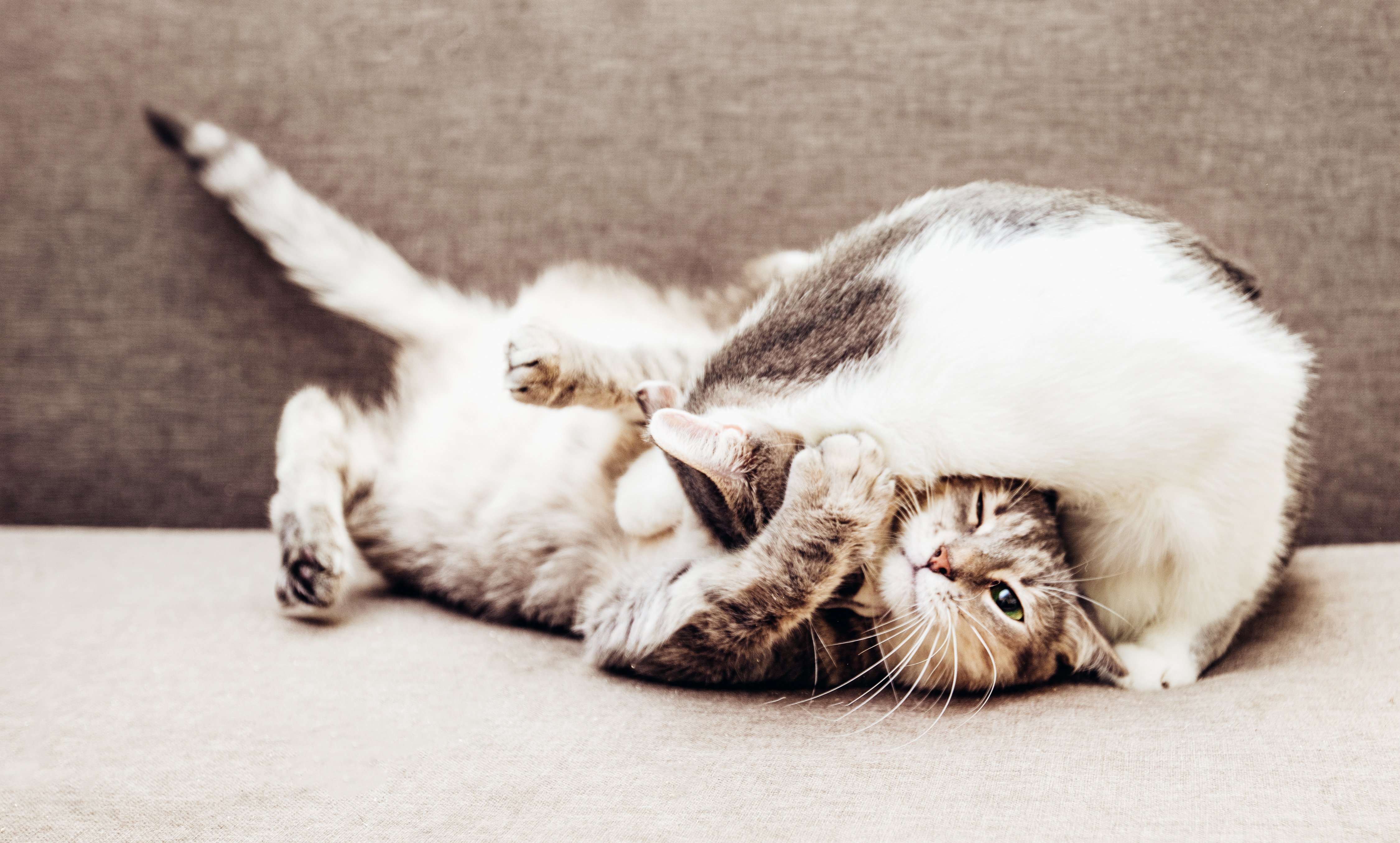 Cat Fights: How You Can Identify and Help