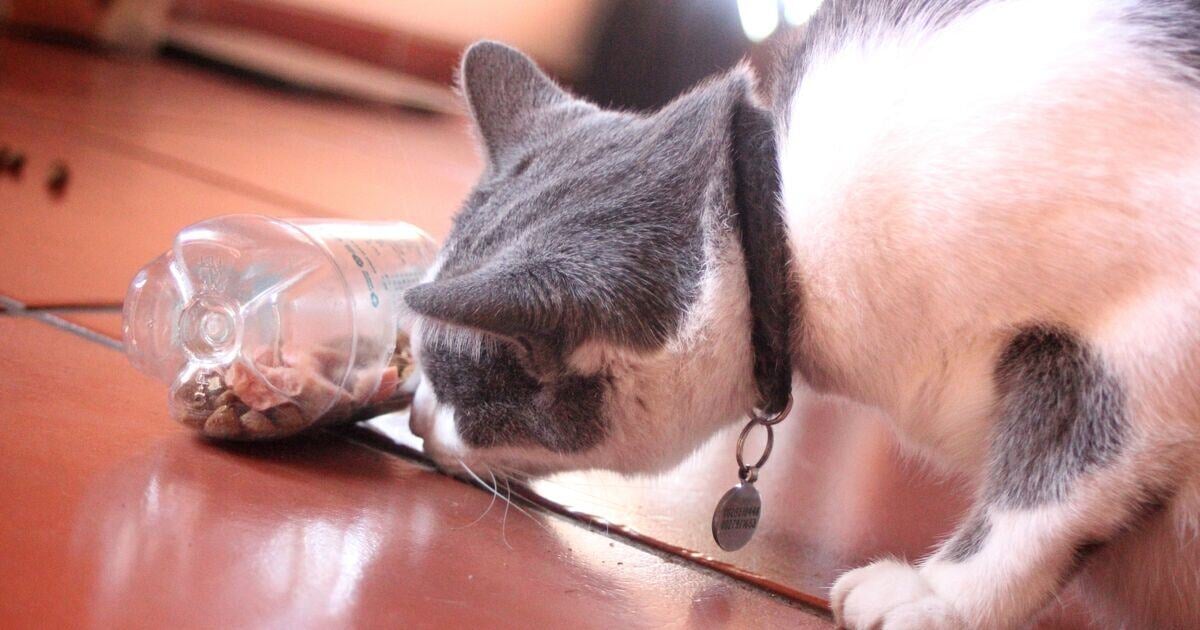 Happy Cat Expert Explains: How to Help Your Grieving Cat