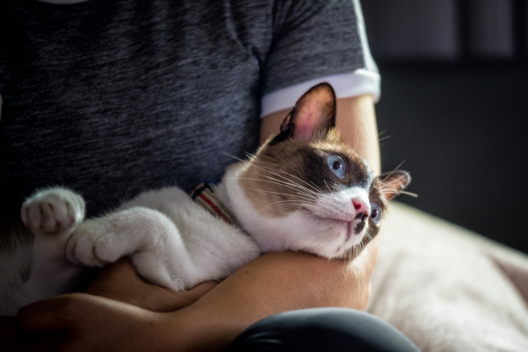 Why Snowshoe Cats Are So Special: 10 Facts You'll Love