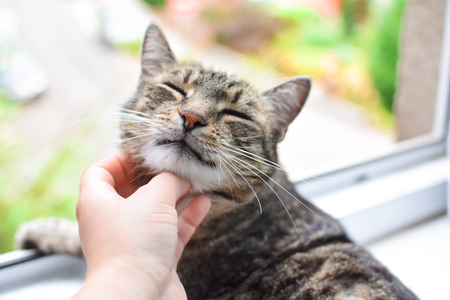 Caring for Elderly Cats: A Happy Cat Expert Explains!