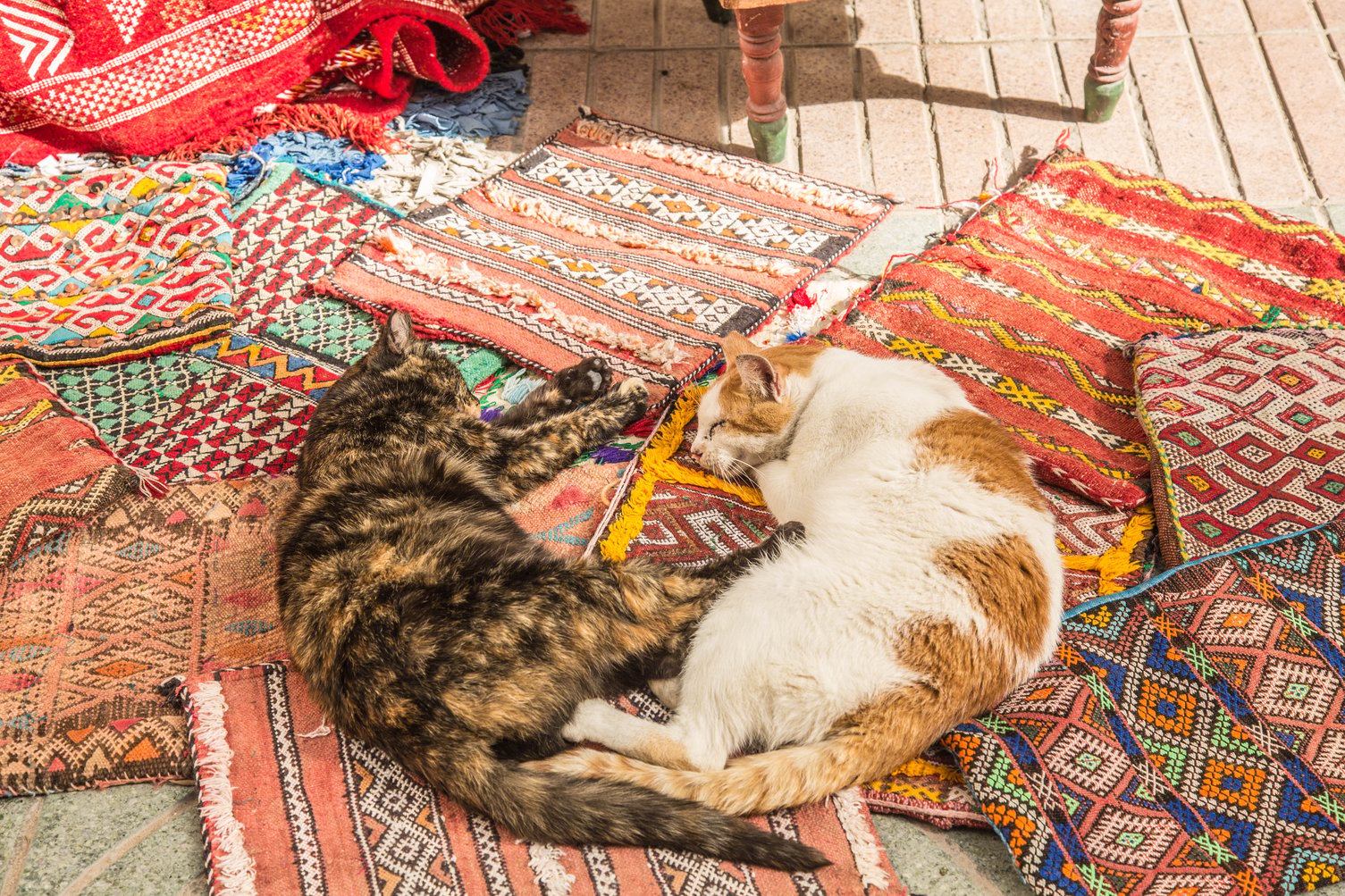 Cats in the Ancient World: The Role of Cats in History
