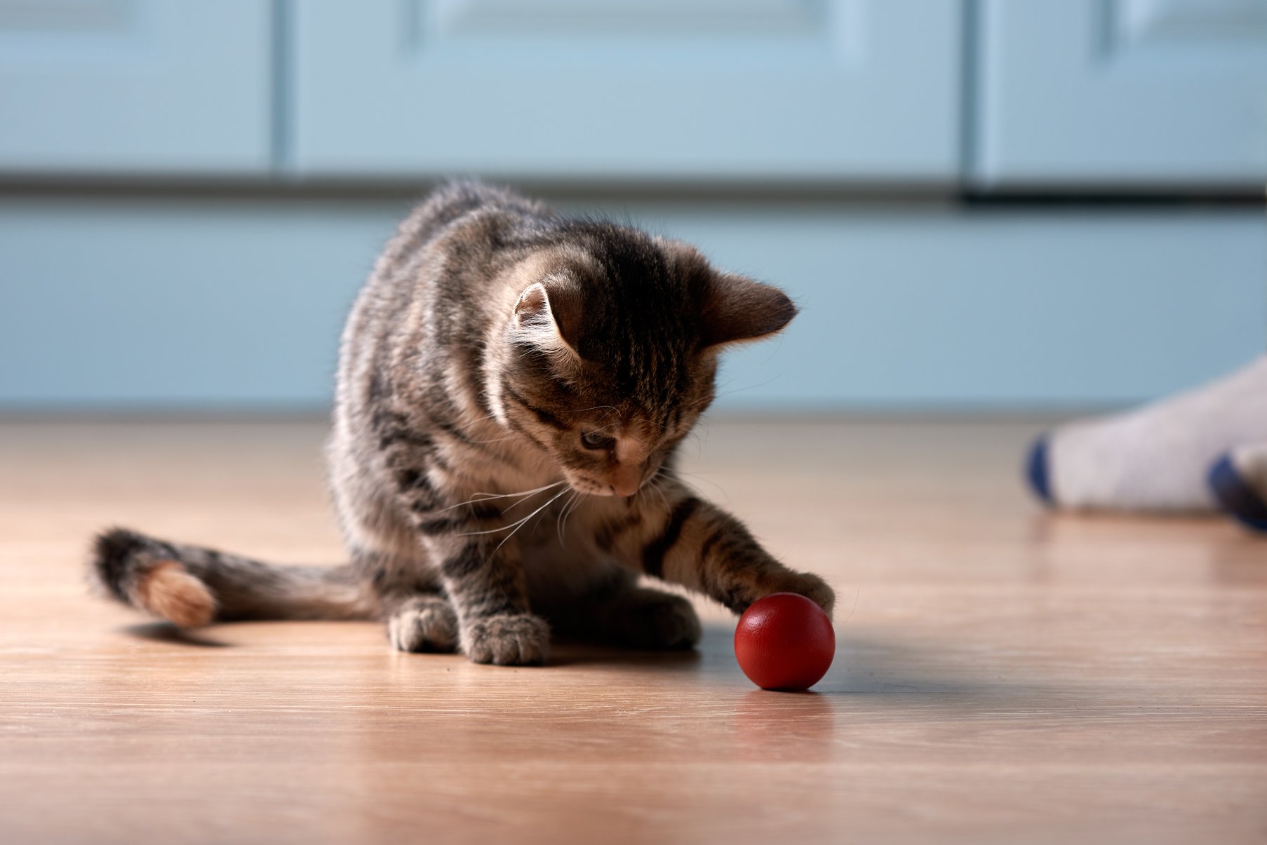 A Guide to Playing with Your Cat: The Dos & Don’ts!