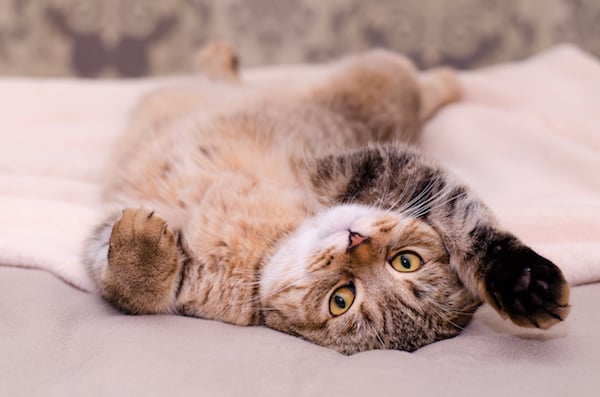 SINAIS DE UM GATO FELIZ