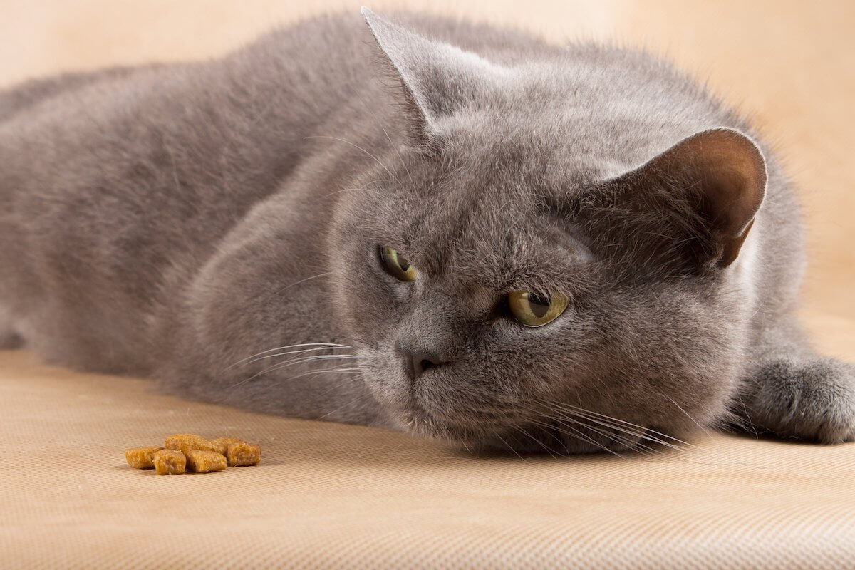 Expert Qanda What To Expect When Using Feliway
