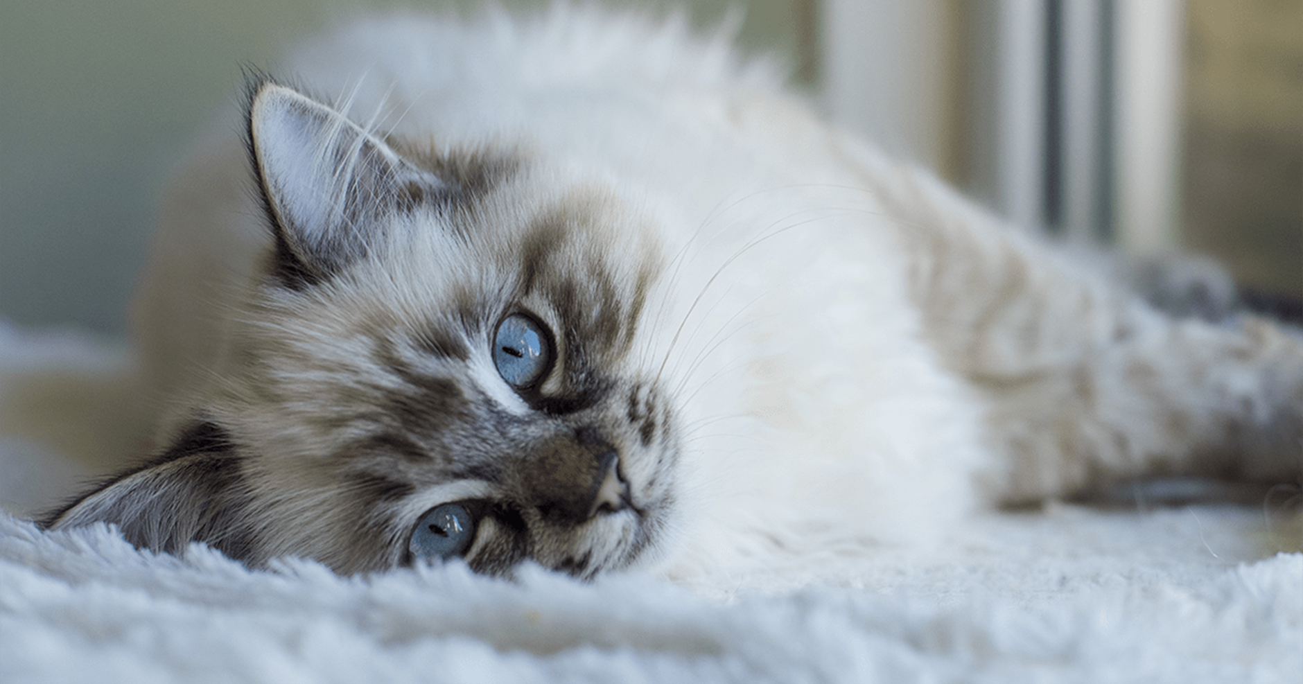 23 curiosidades sobre os gatos da raça Ragdoll