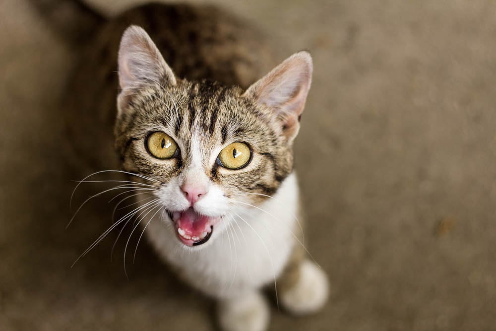 Katzensprache So Zeigt Deine Katze Dass Sie Gl cklich Ist katzensprache-so-zeigt-deine-katze-dass-sie-gl-cklich-ist
