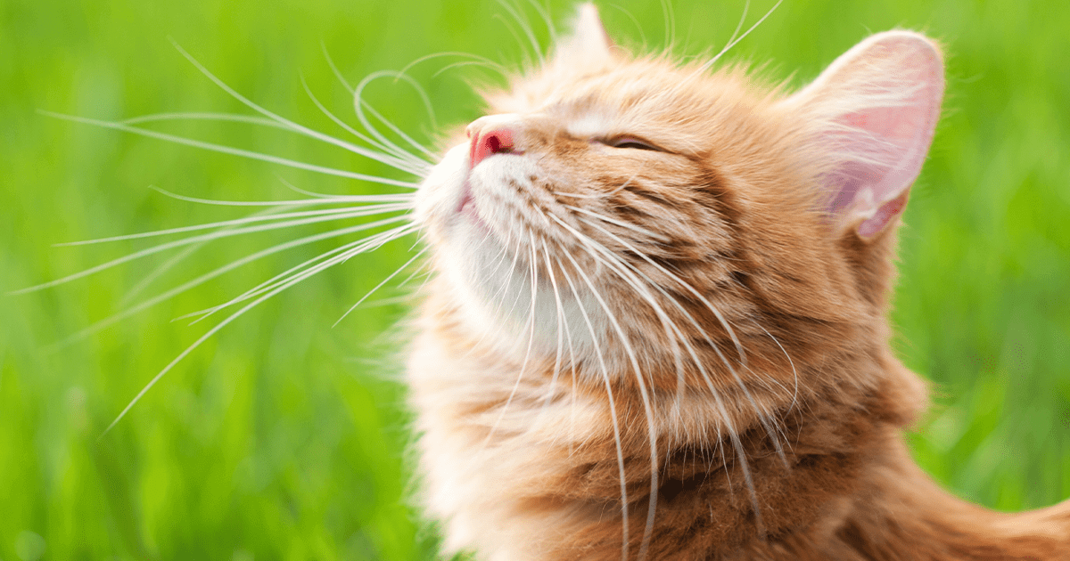 Festas de Verão! Ajude o seu Gato a estar calmo com os convidados!