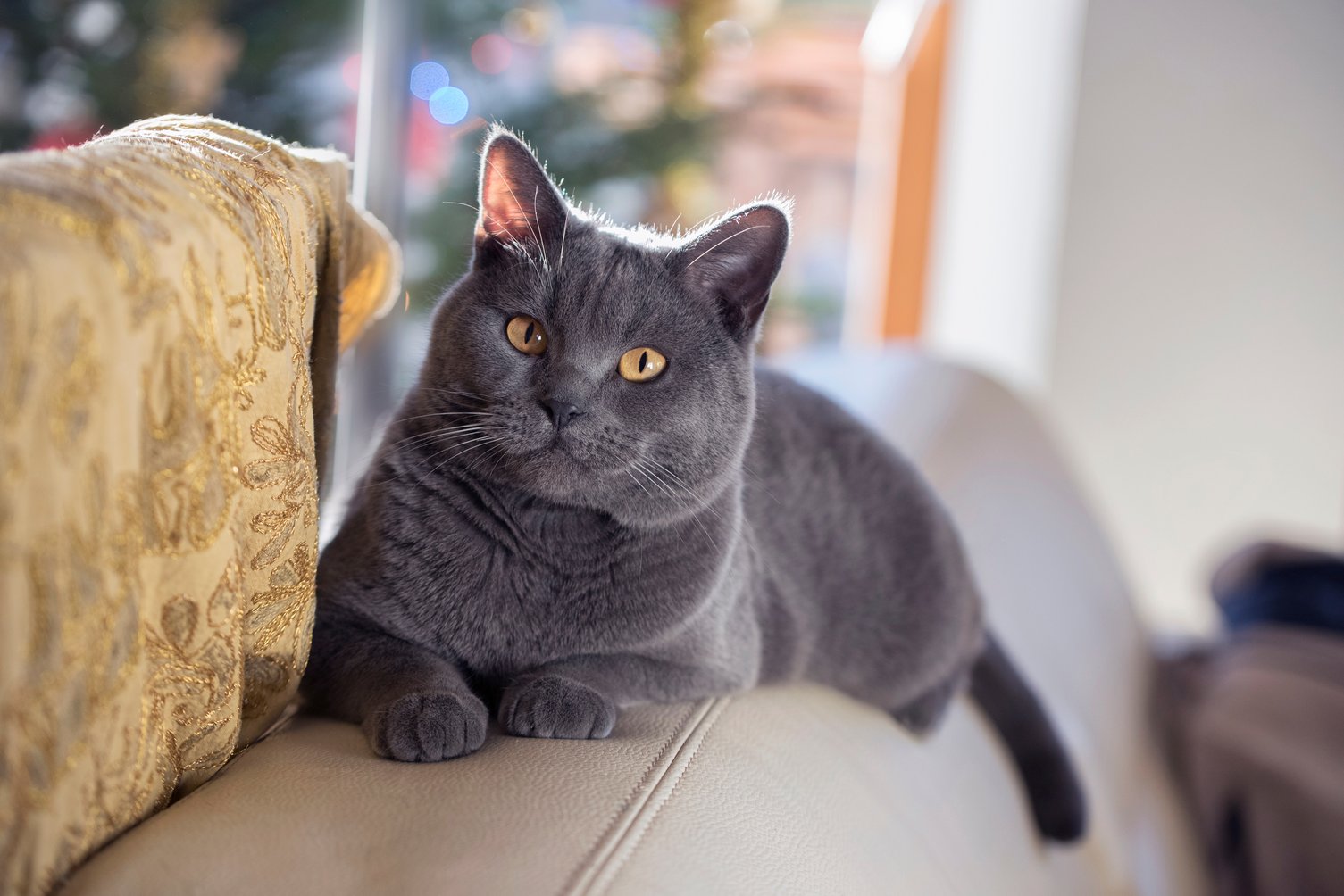 Get to Know Chartreux Cats: 10 Fun Facts