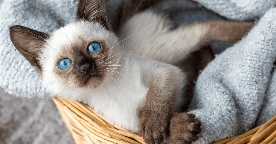 34 Facts About Siamese Cats!