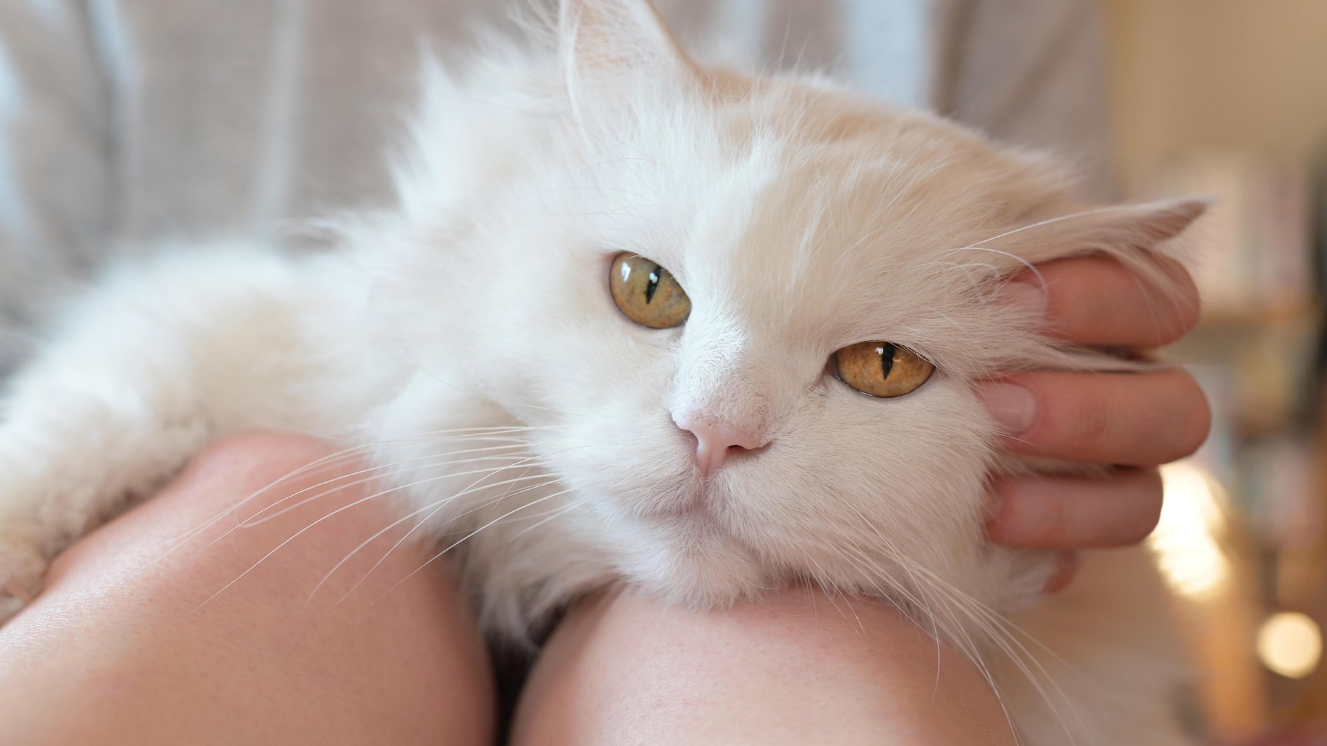 Οι δημοφιλέστερες ράτσες γάτας.