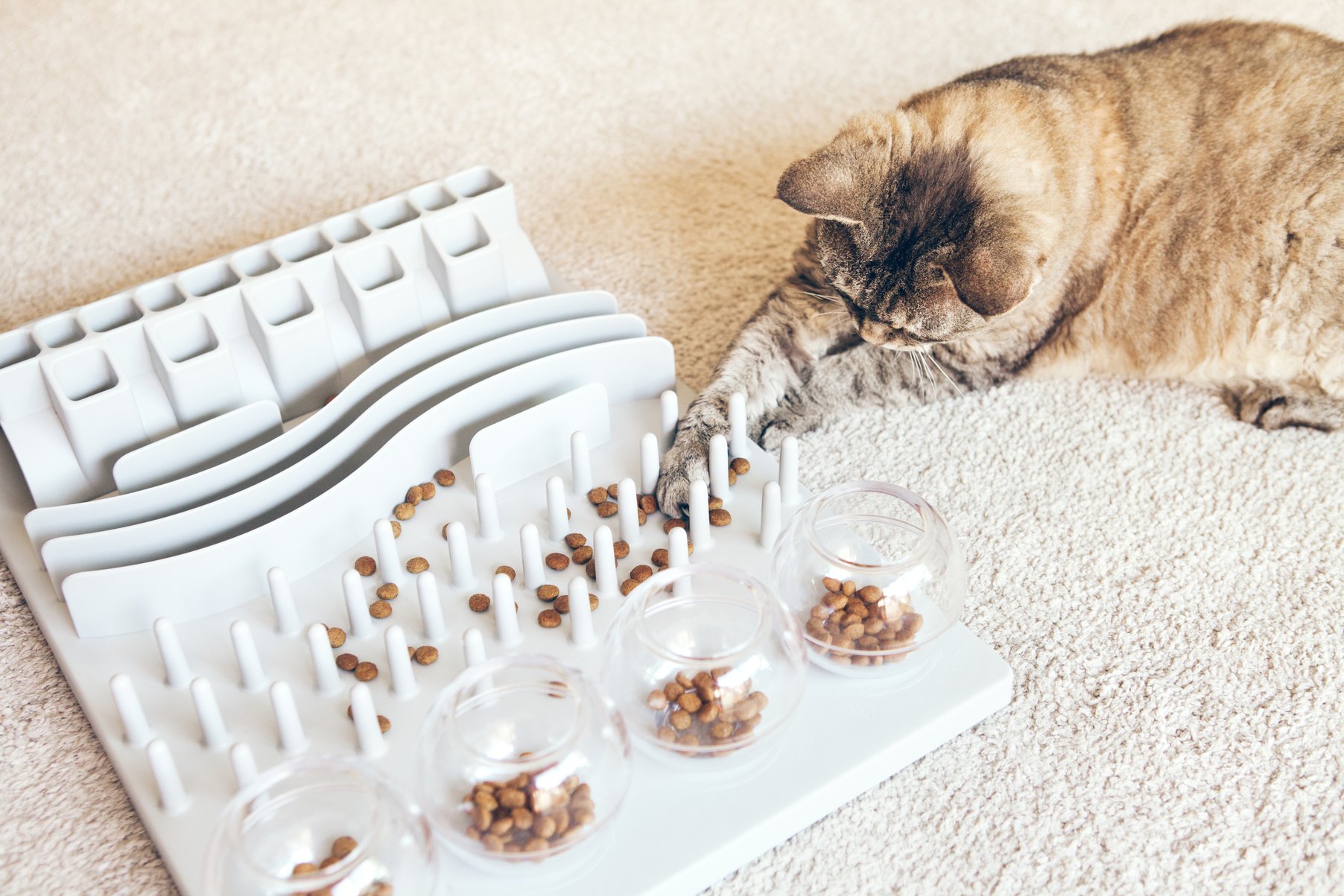 5 Enrichment Ideas for Aging Cats