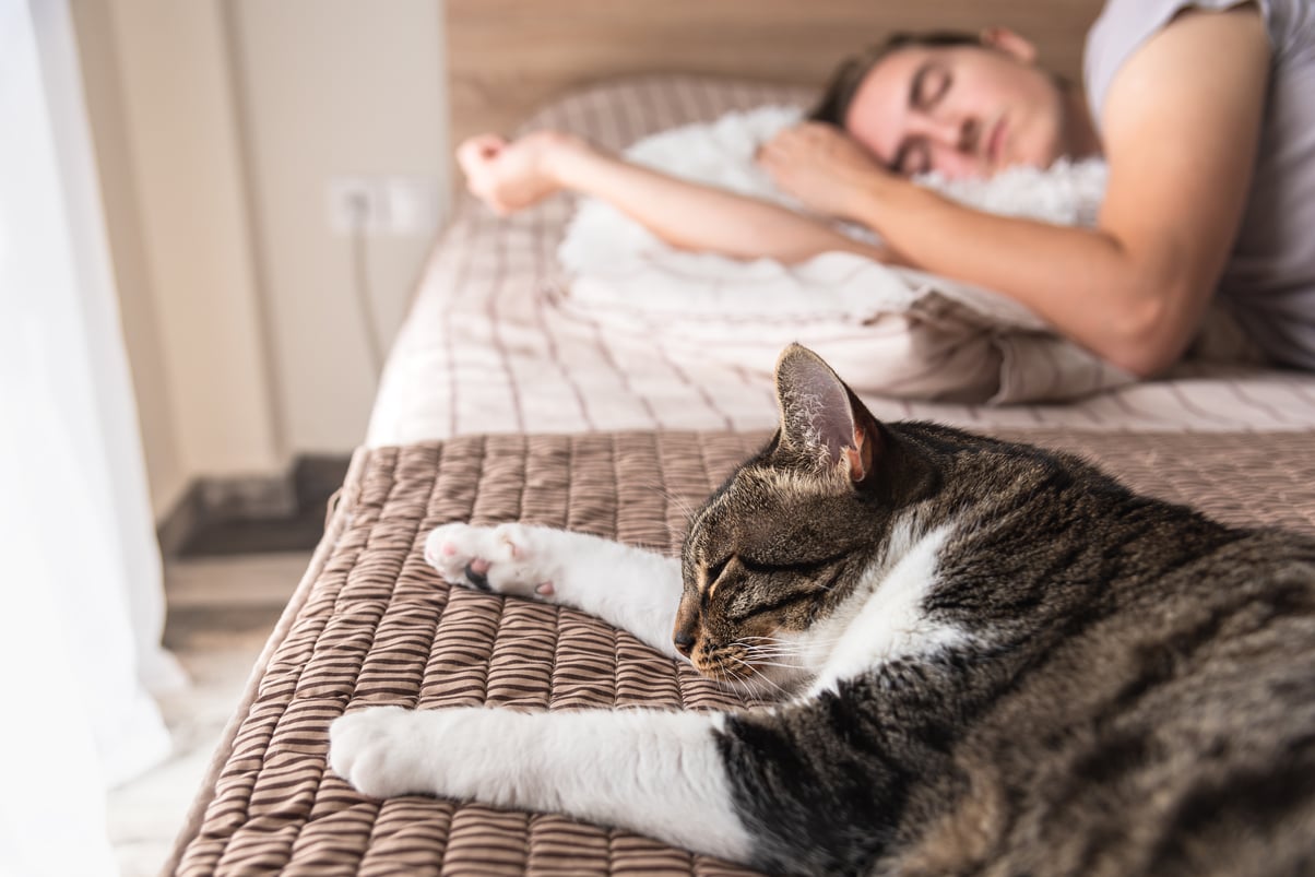 Cat Naps Explained: Is My Kitty Sleeping Too Much?