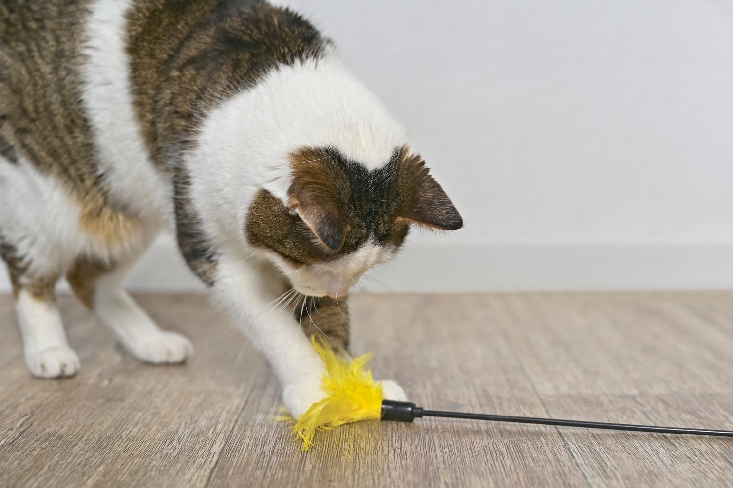 5 Enrichment Ideas for Aging Cats