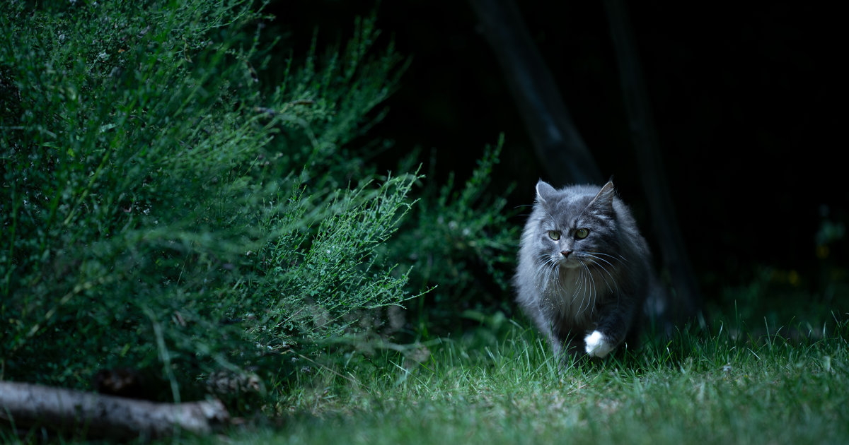 7 populære myter om katte – er de sande eller falske?