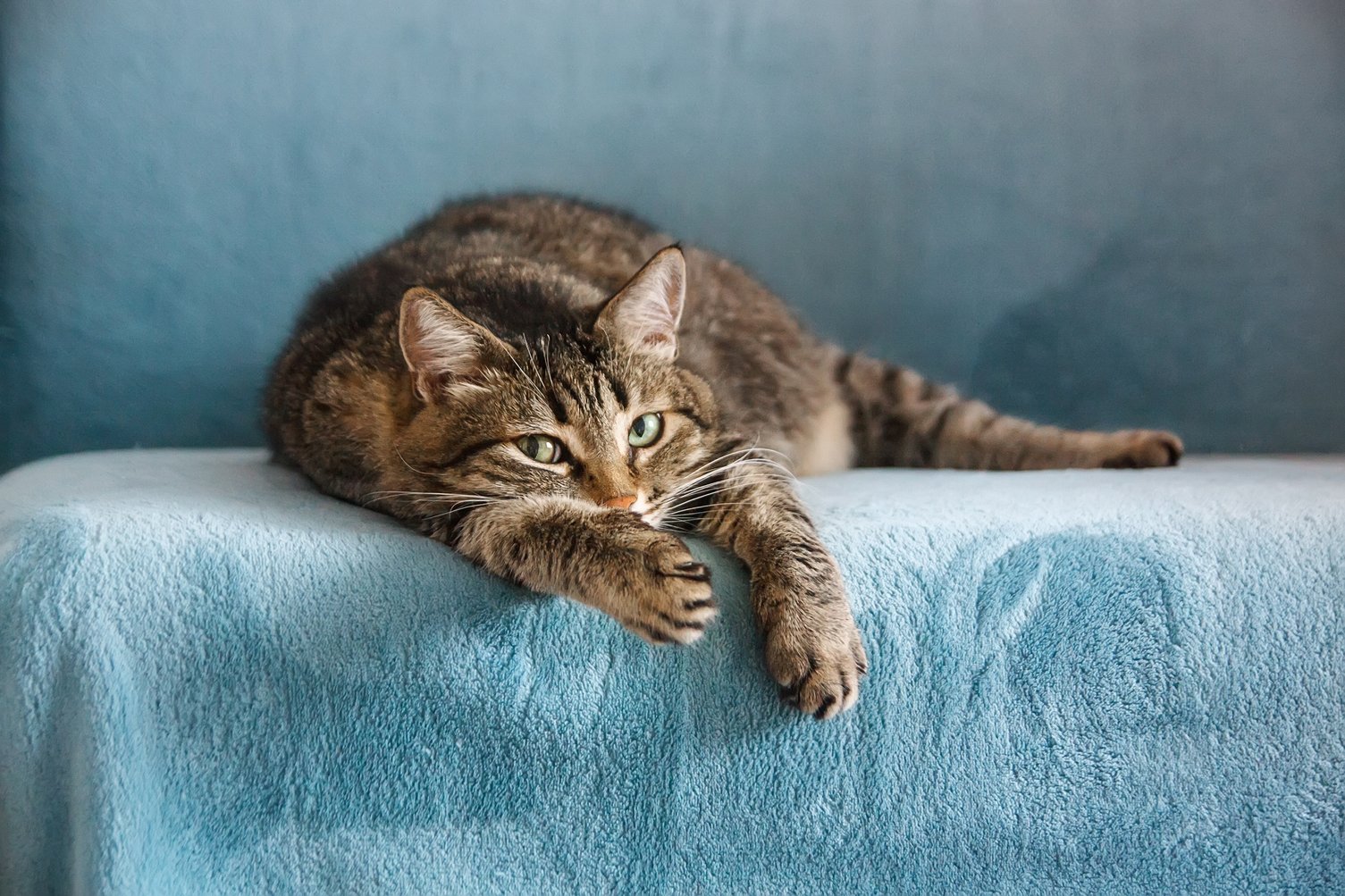 Cat Ear Language: What is Your Kitty Telling You?