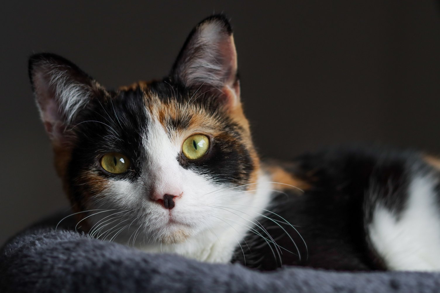 A Guide to Mixed Breed Cats