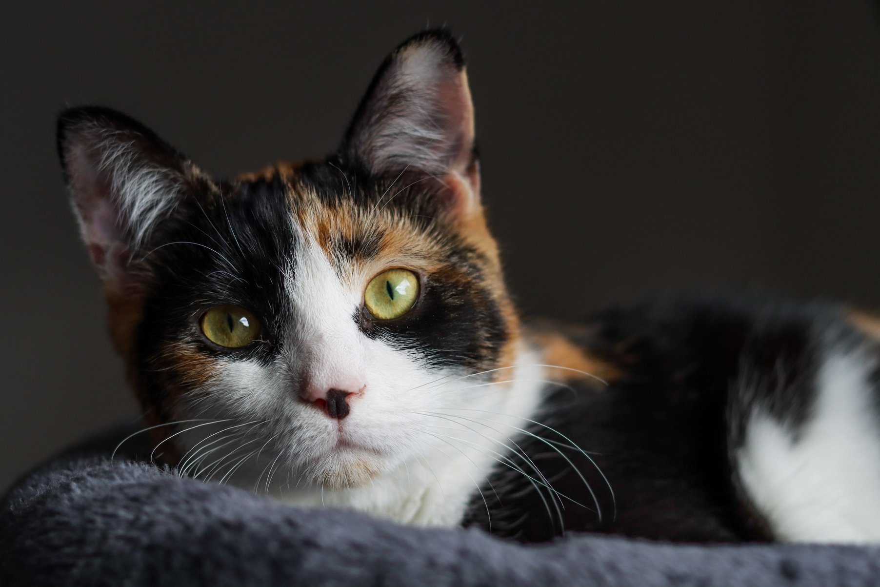 A Guide to Mixed Breed Cats