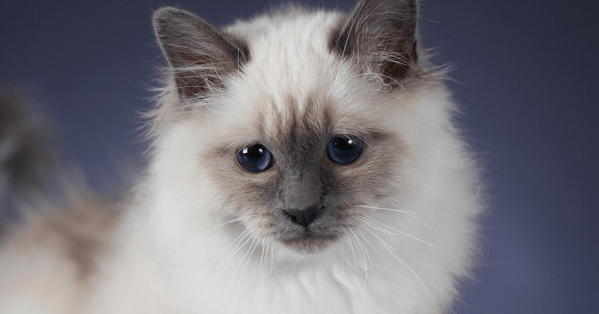 34 Facts About Birman Cats
