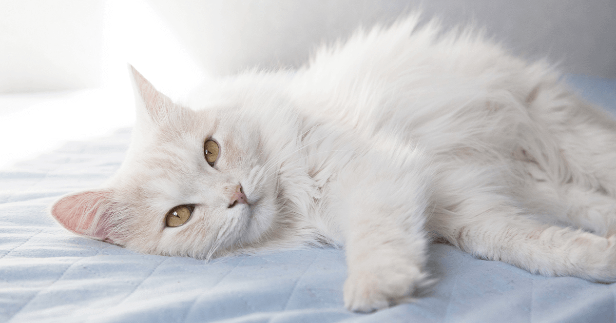 Which Feliway Should I Use And When