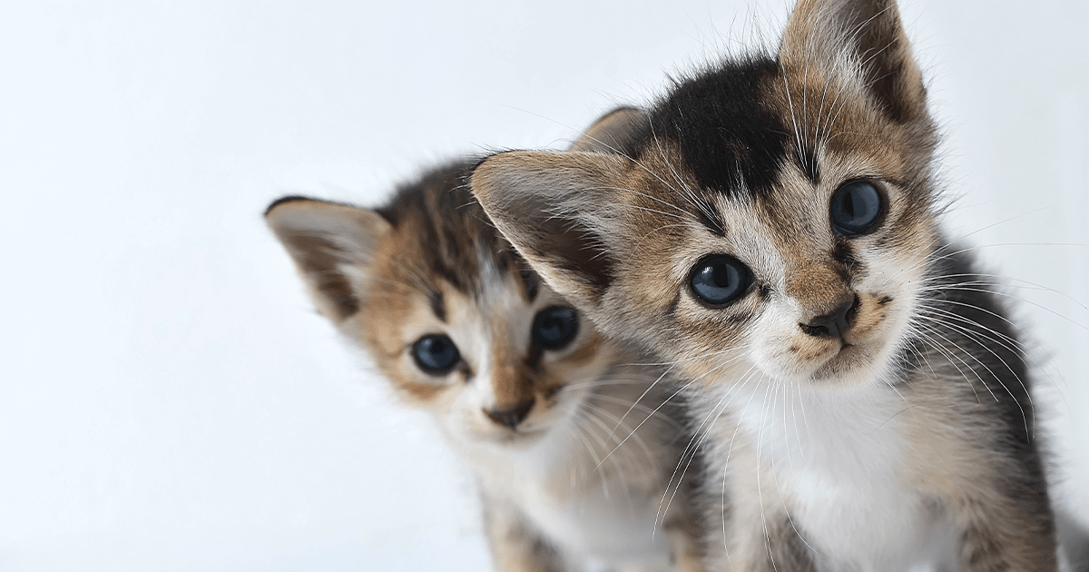 Which Feliway Should I Use And When