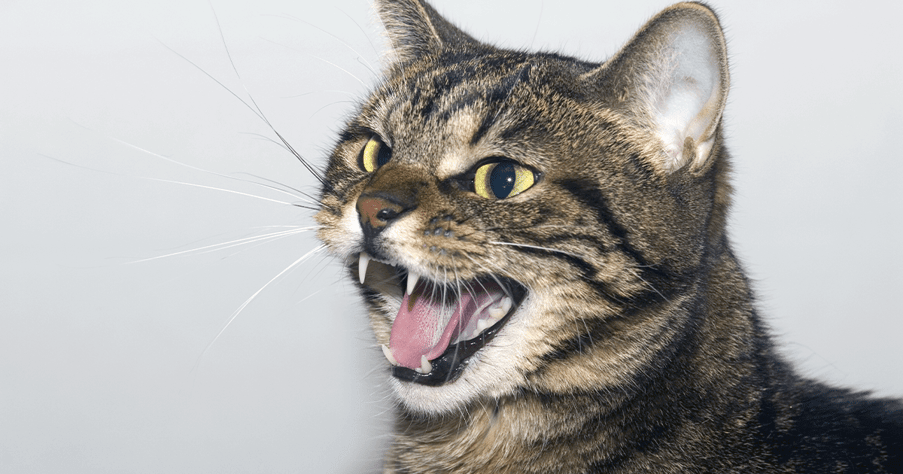 Why Does My Cat Hiss at People?