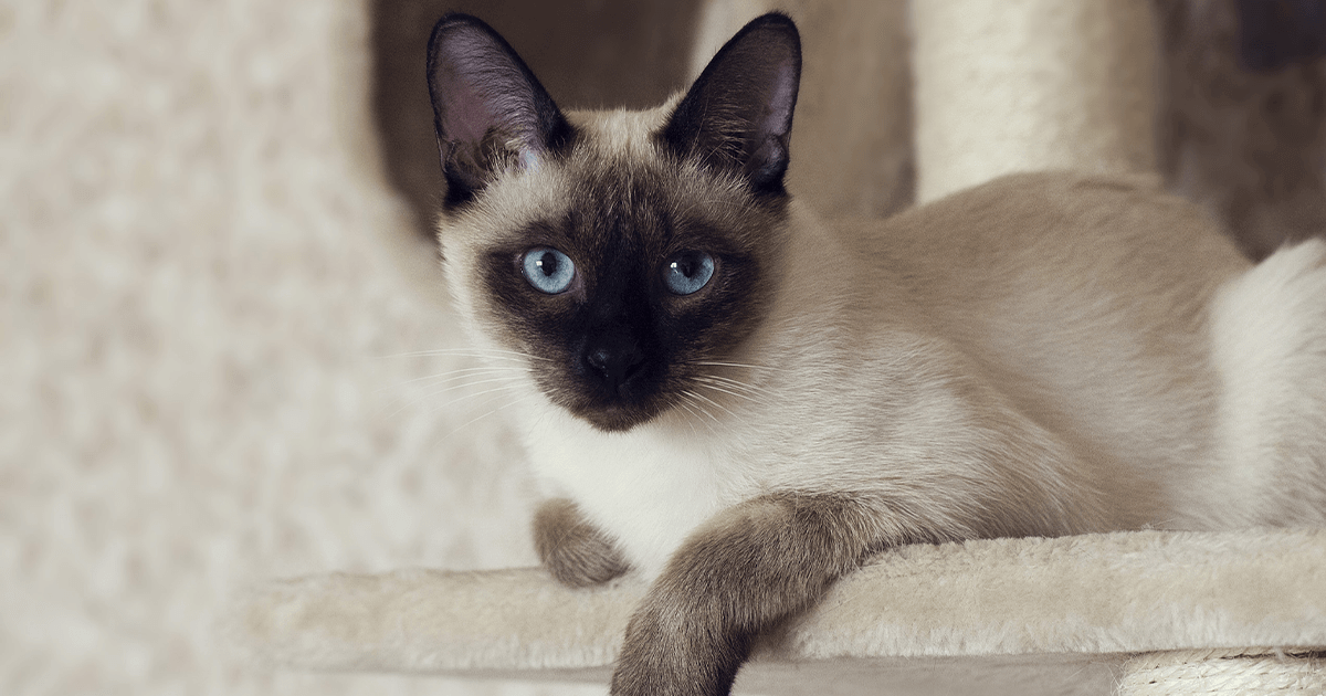 34 Facts About Siamese Cats!
