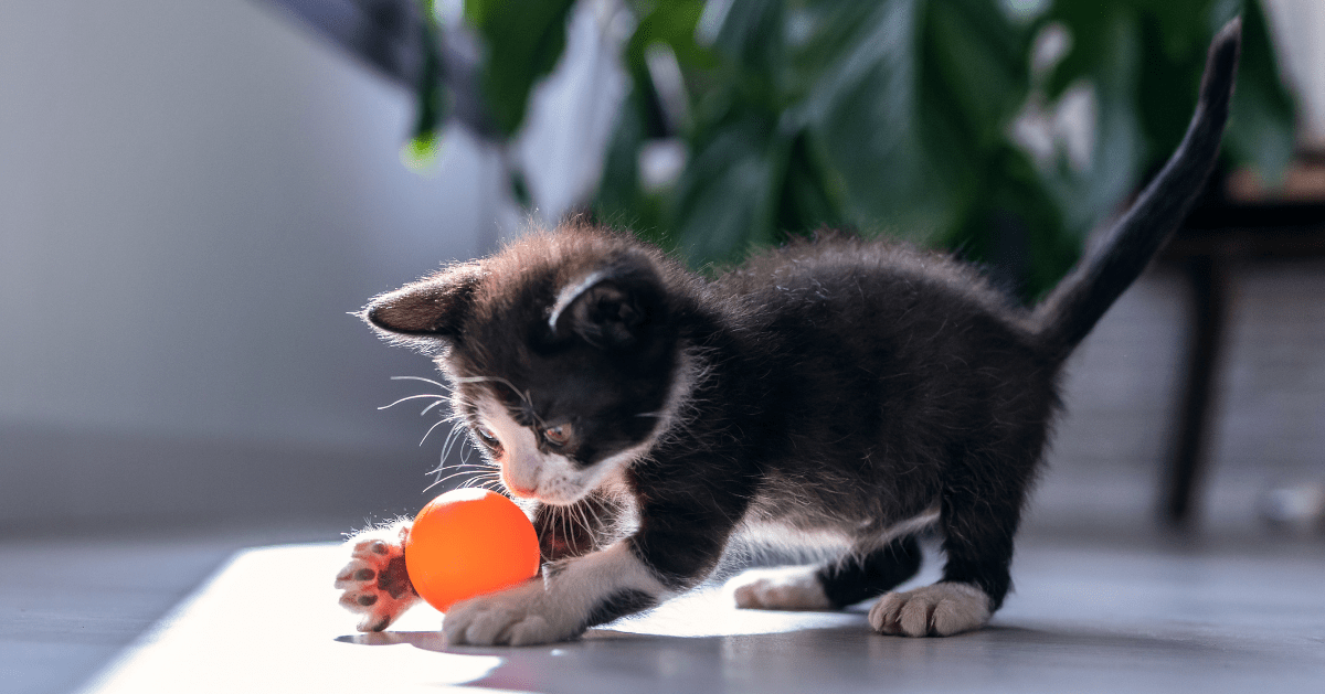 Kitty Socialization: Does My Cat Need Training Classes?