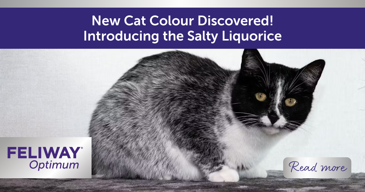 New Cat Colour Discovered! Introducing the Salty Liquorice