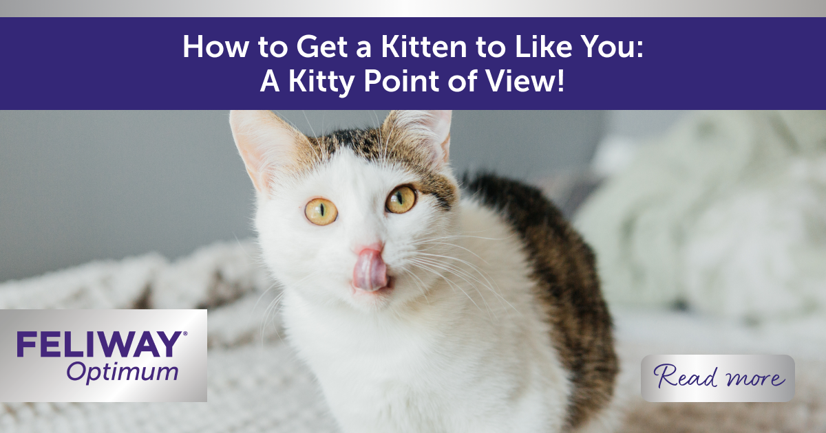 How to Get a Kitten to Like You: A Kitty Point of View!