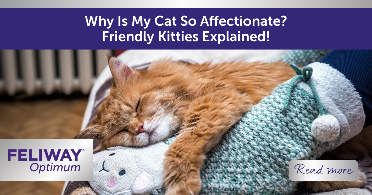 Why Is My Cat So Affectionate? Friendly Kitties Explained!