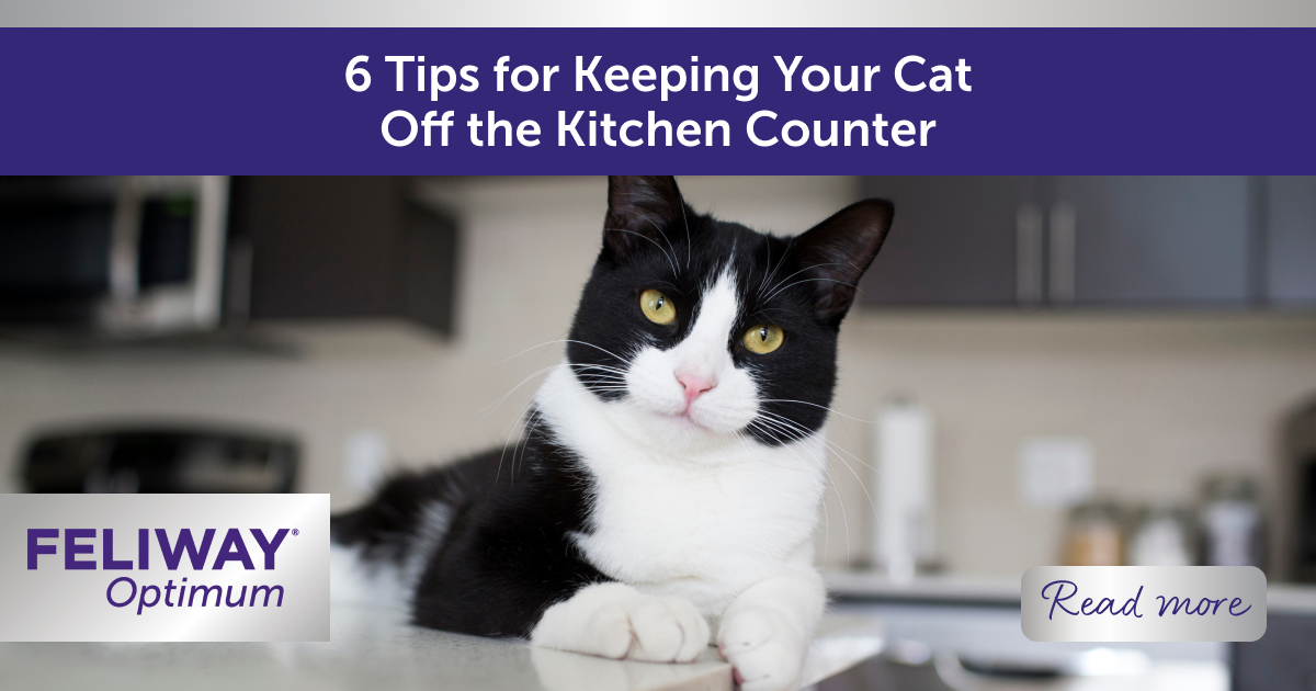 6 Tips for Keeping Your Cat Off the Kitchen Counter