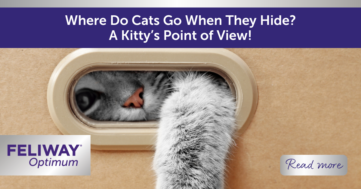 Where Do Cats Go When They Hide? A Kitty’s Point of View!
