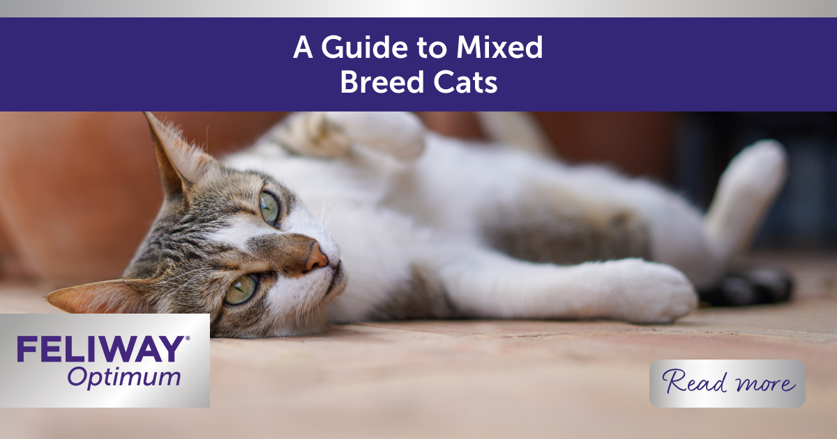 A Guide to Mixed Breed Cats