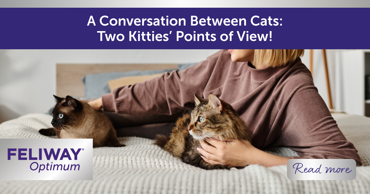 A Conversation Between Cats: Two Kitties’ Points of View!