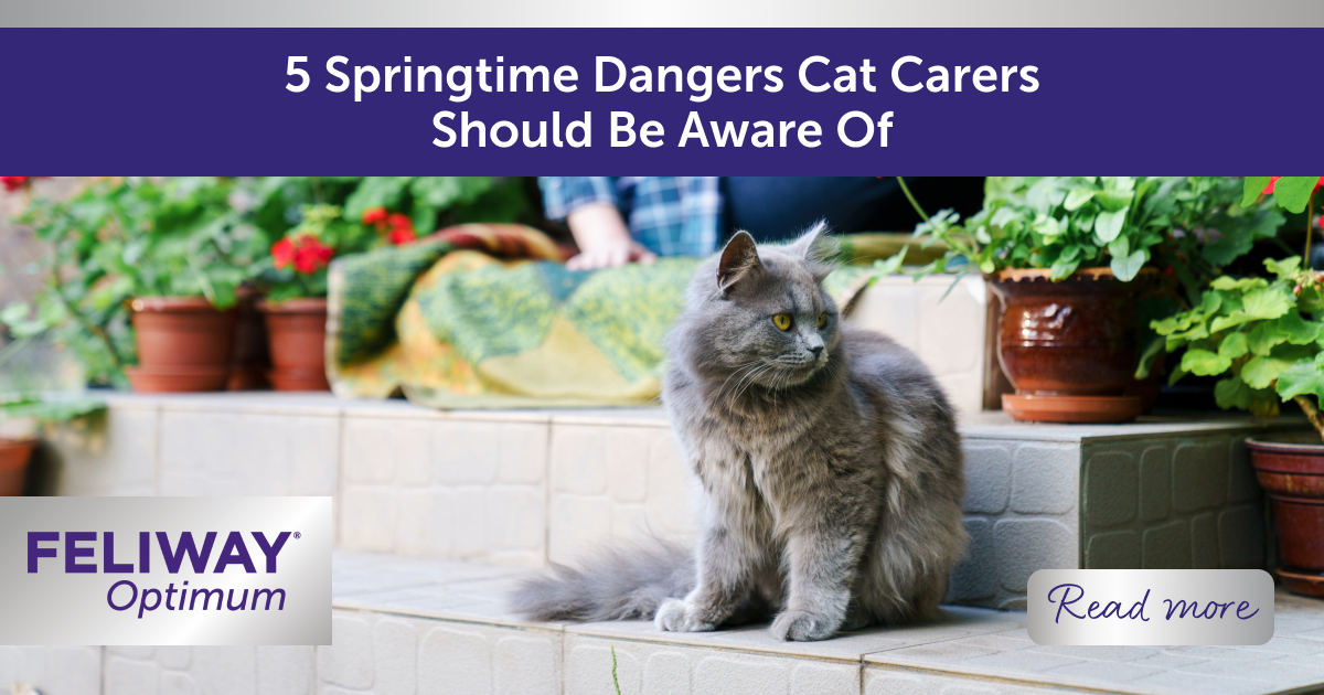 5 Springtime Dangers Cat Carers Should Be Aware Of