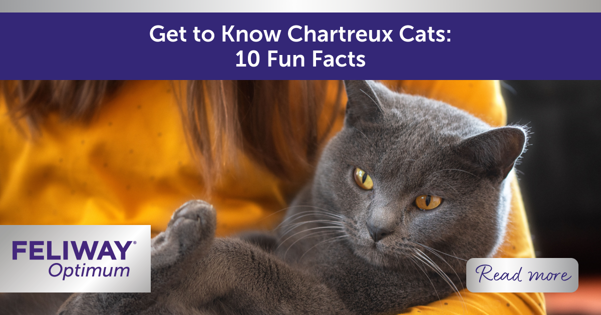 Get to Know Chartreux Cats: 10 Fun Facts