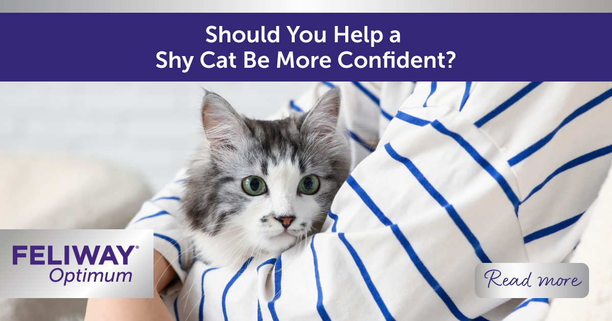 Should You Help a Shy Cat Be More Confident?
