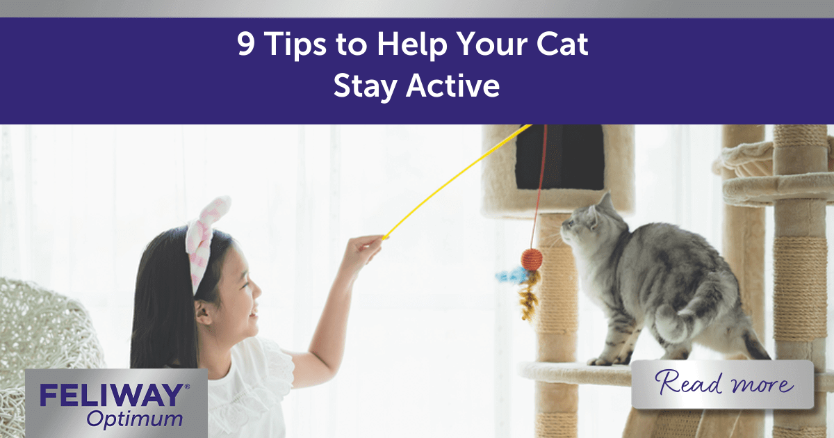 9 Tips to Help Your Cat Stay Active