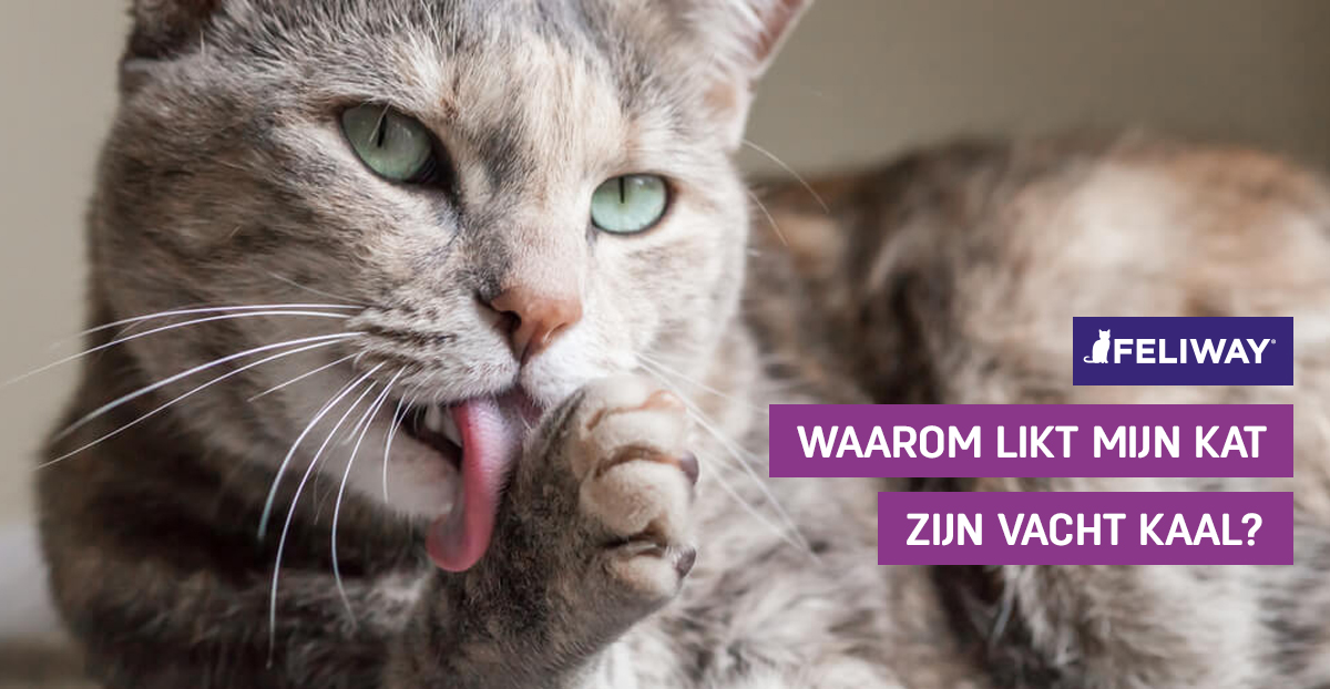Waarom likt mijn kat zijn vacht kaal?