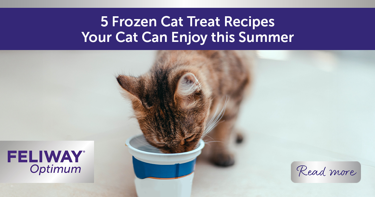 5 Frozen Cat Treat Recipes Your Cat Can Enjoy this Summer