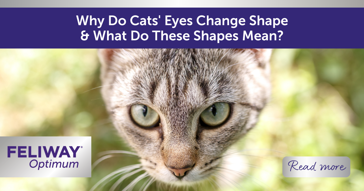 Why Do Cats' Eyes Change Shape & What Do These Shapes Mean?