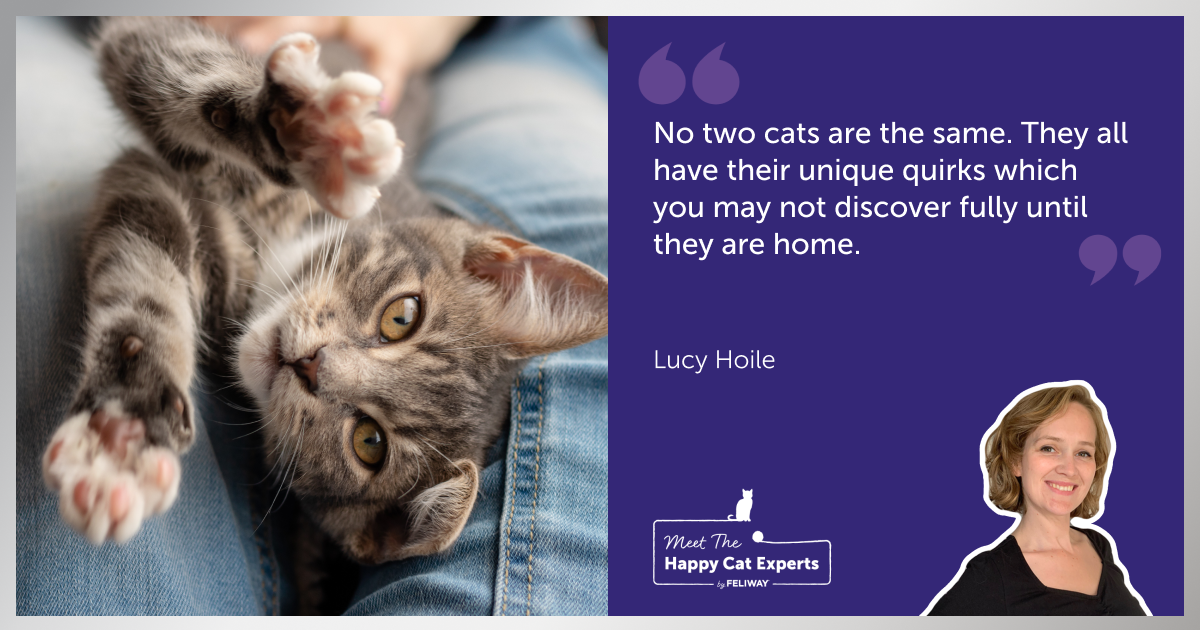 Finding the Right Cat for You: A Happy Cat Expert Explains!