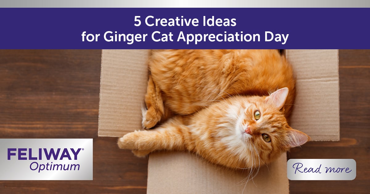 5 Creative Ideas for Ginger Cat Appreciation Day