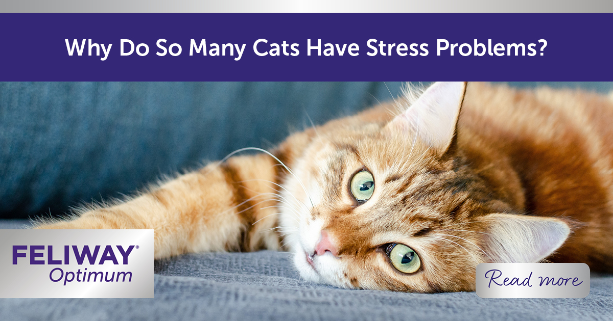 Why Do So Many Cats Have Stress Problems?