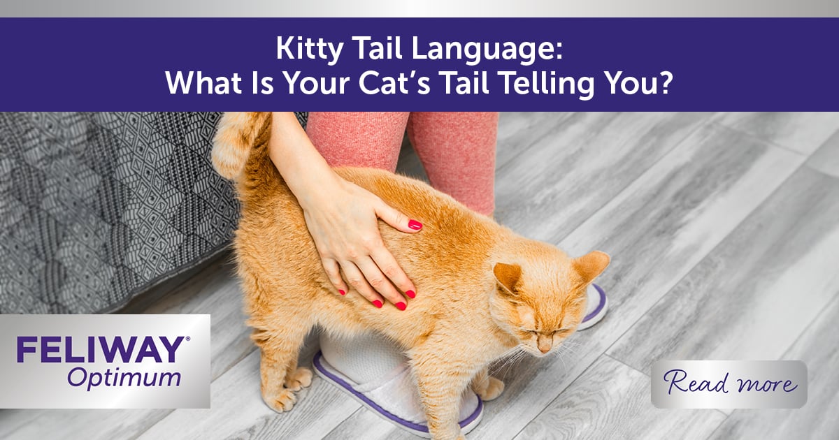 Kitty Tail Language: What Is Your Cat's Tail Telling You?