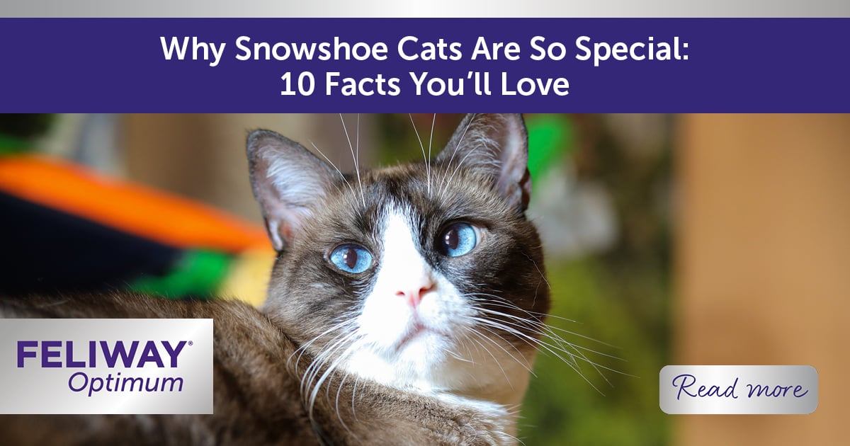 Why Snowshoe Cats Are So Special: 10 Facts You'll Love