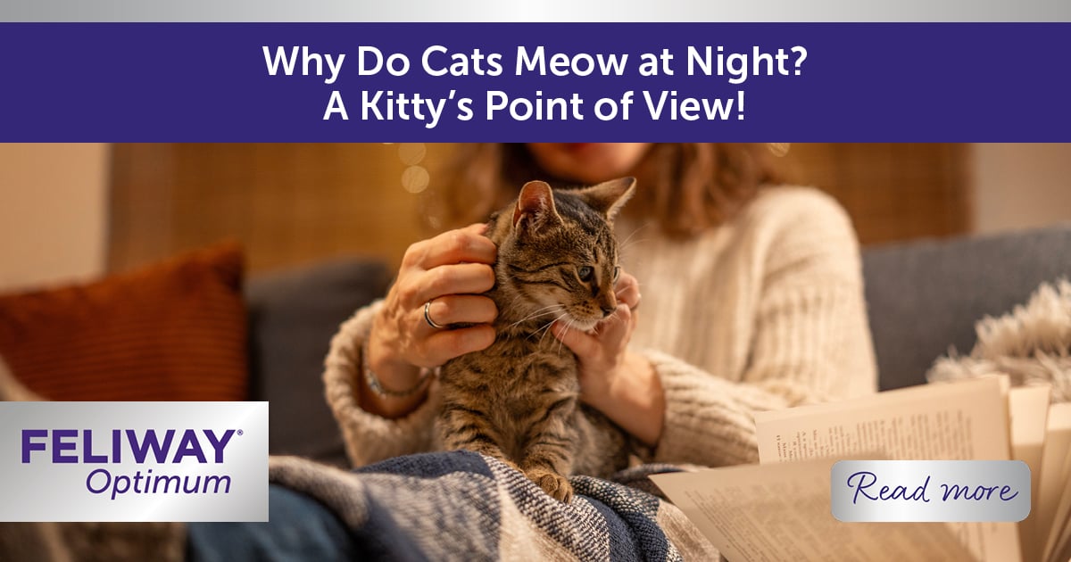 Why Do Cats Meow at Night? A Kitty’s Point of View!