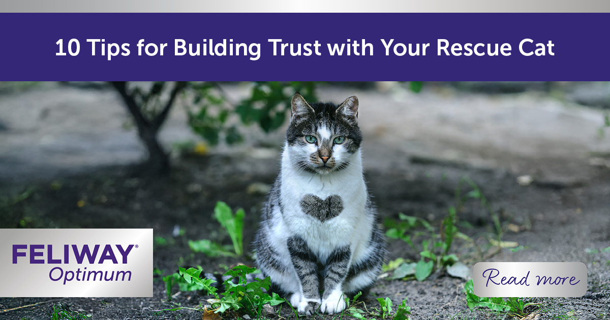 10 Tips for Building Trust with Your Rescue Cat