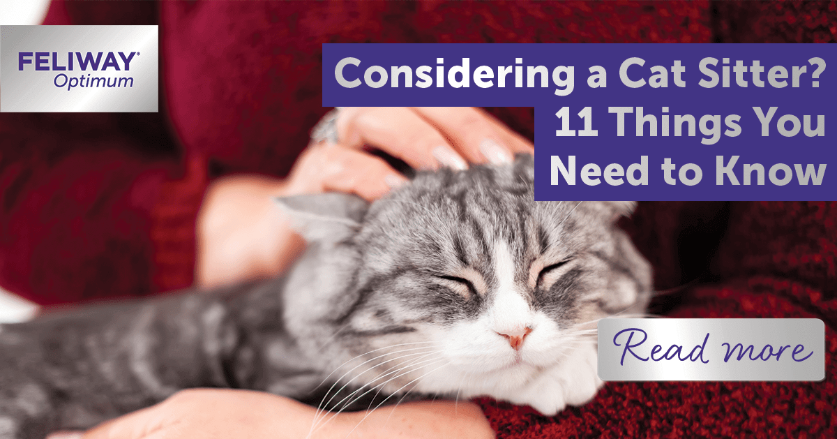Considering a Cat Sitter? 11 Things You Need to Know