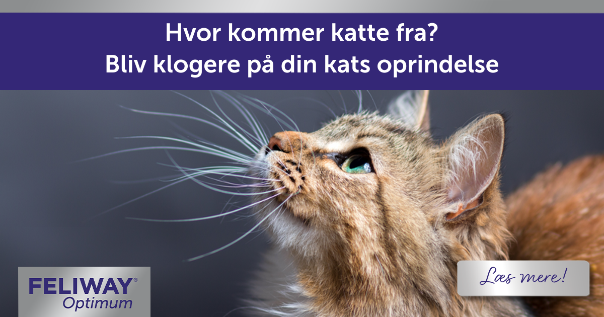 Hvor stammer katte fra?